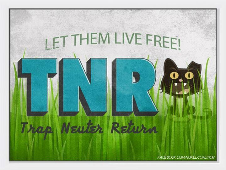 TNR aiding feral cats - Bruce Kapp Animal Fund